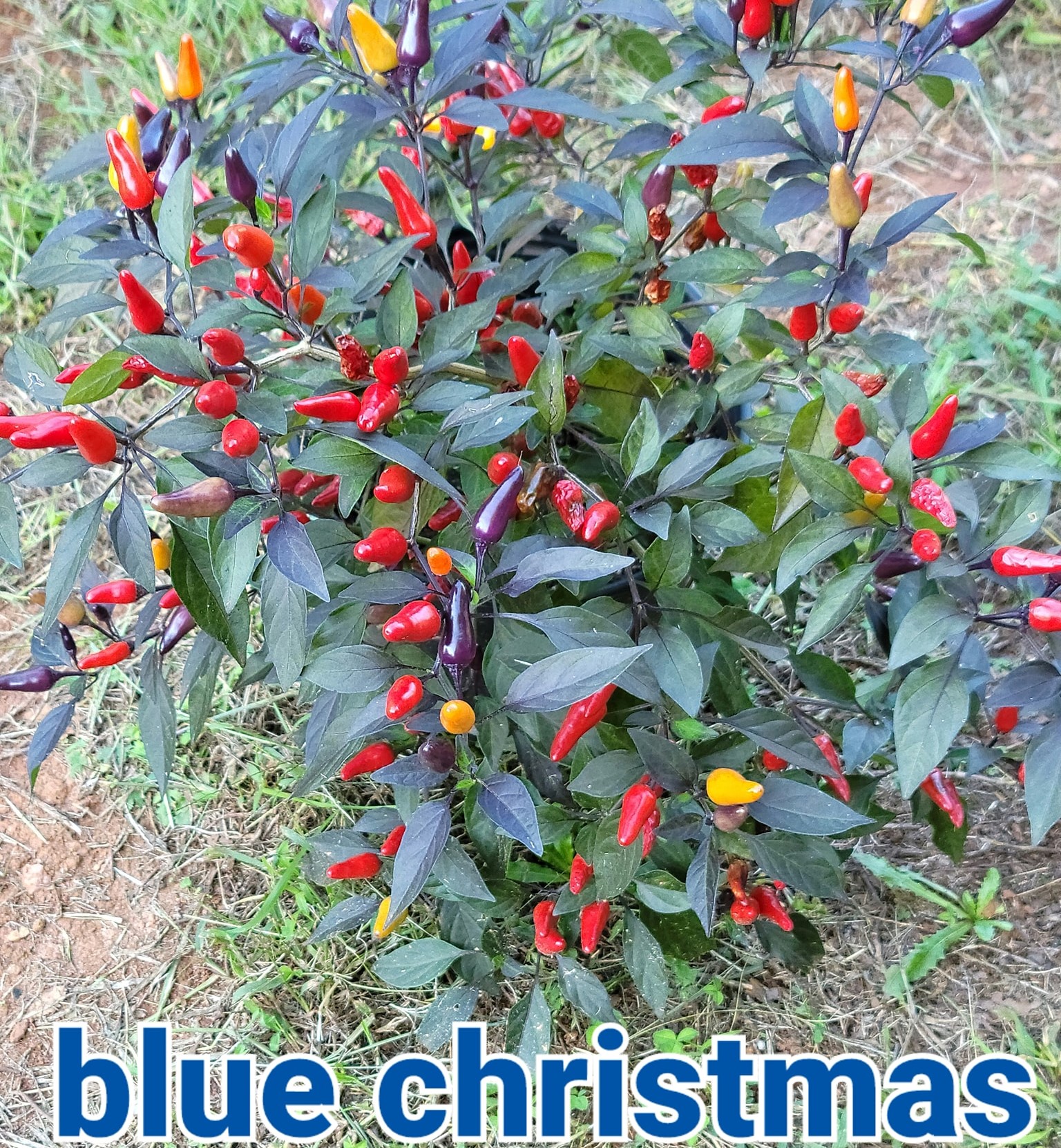 Blue Christmas pepper seeds | Patrick's Pepper Patch