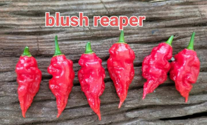 Blush Reaper | Patrick's Pepper Patch
