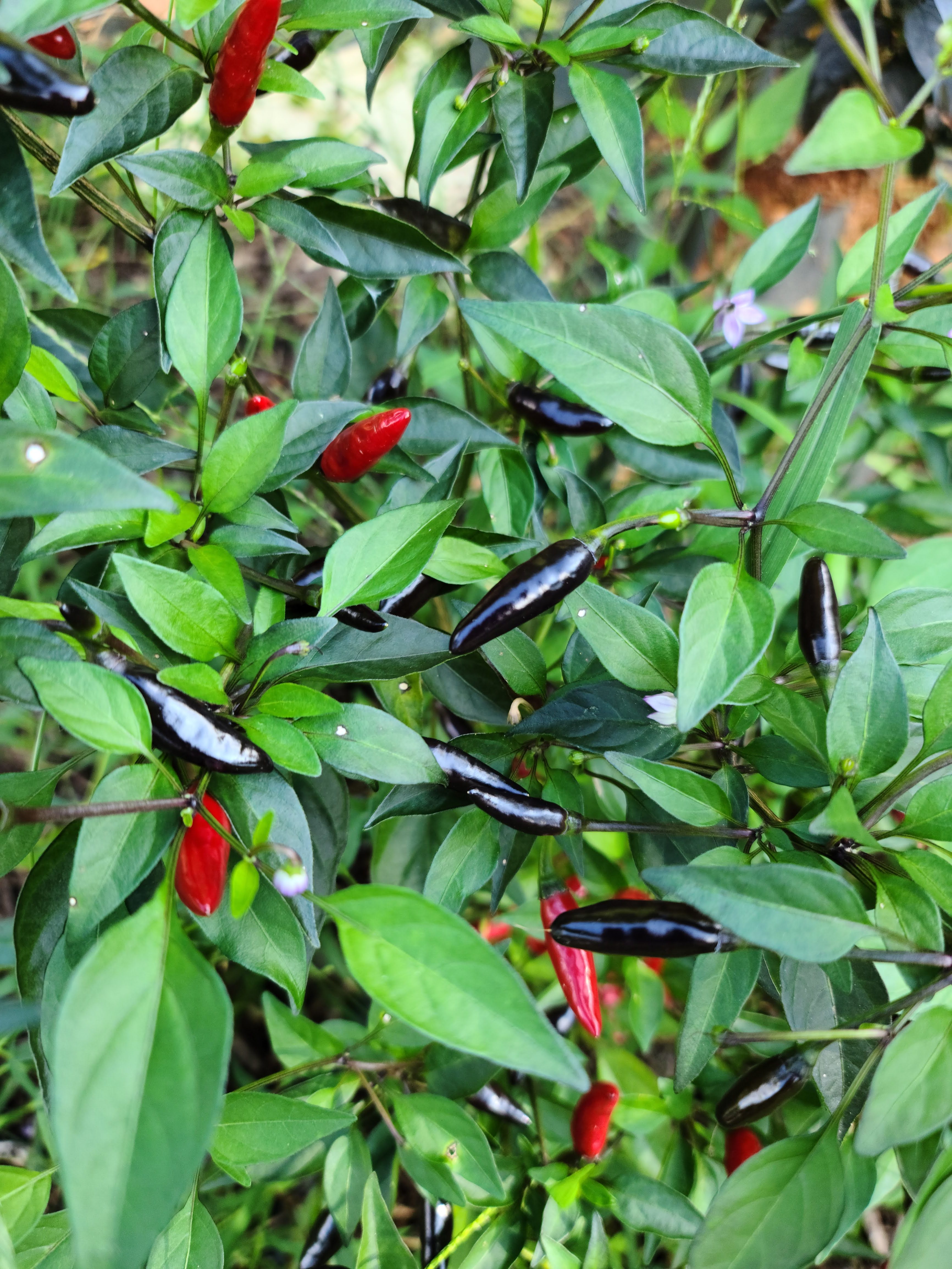 Royal black | Patrick's Pepper Patch