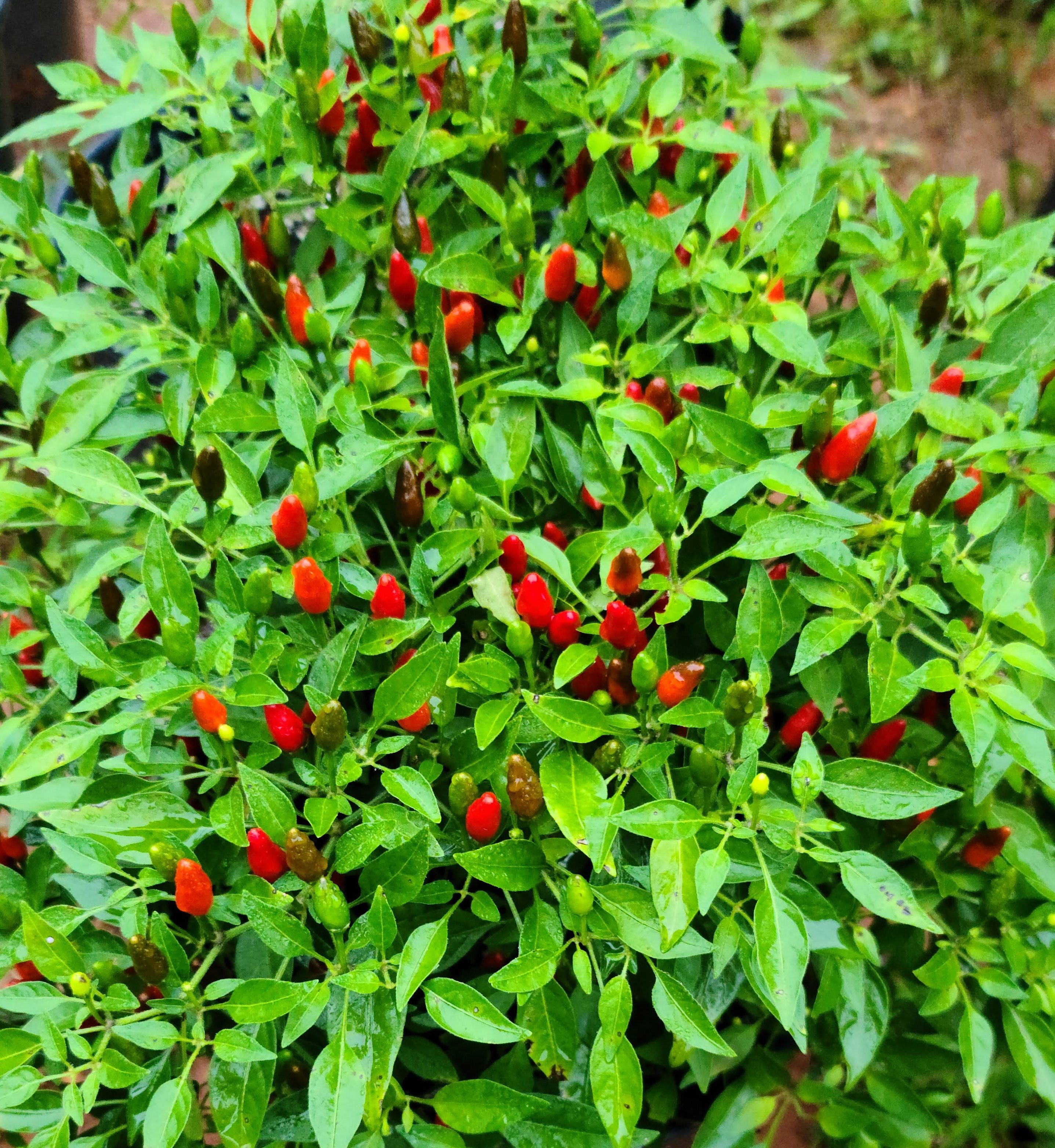 Wild Malagueta | Patrick's Pepper Patch