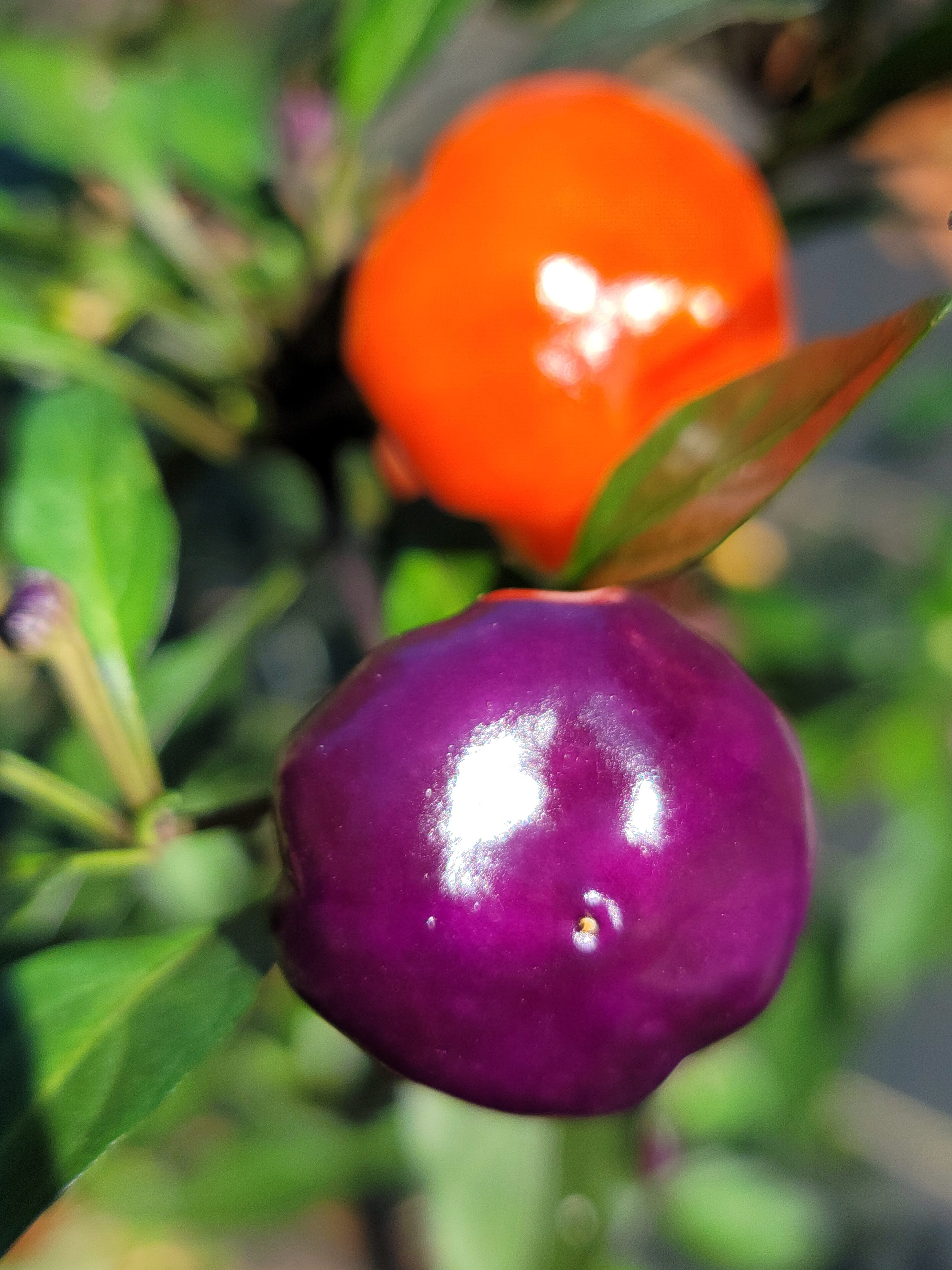 Purple pumpkin | Patrick's Pepper Patch