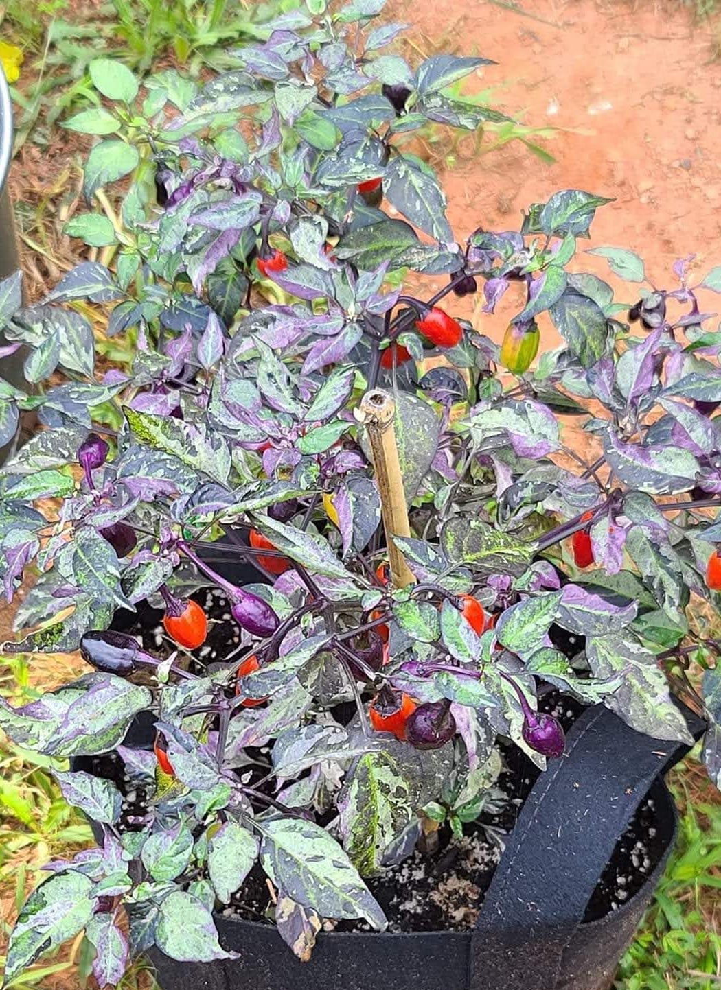 Purple tiger | Patrick's Pepper Patch