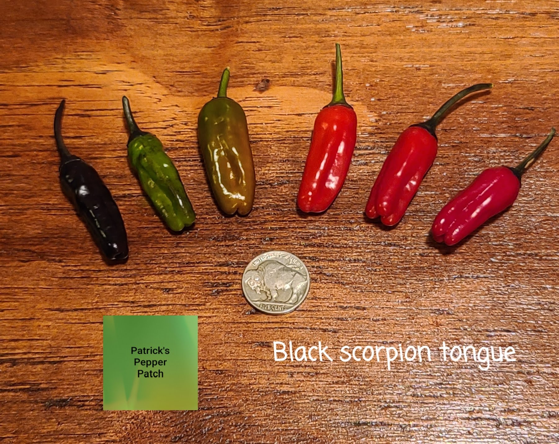Black Scorpion Tongue V1 | Patrick's Pepper Patch