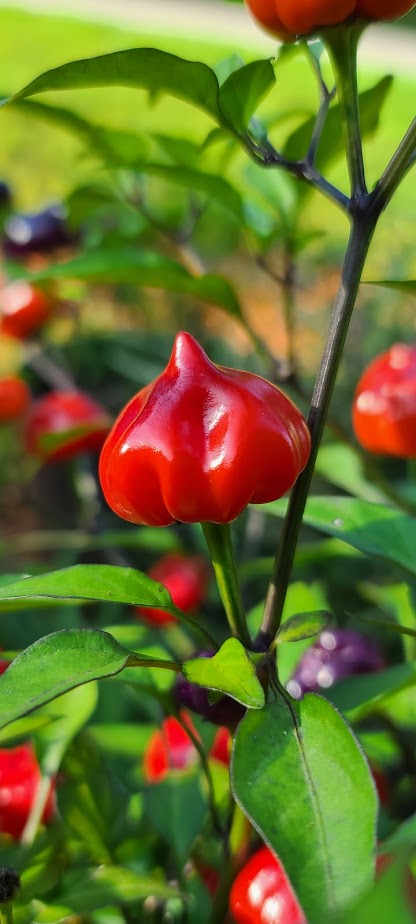 Purple pumpkin | Patrick's Pepper Patch