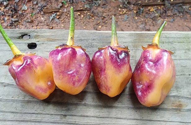 MAMP Berry Cream BBG pepper seeds | Patrick's Pepper Patch