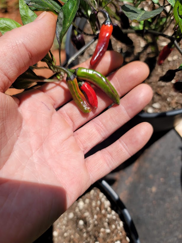 Pickle's blood pepper seeds | Patrick's Pepper Patch