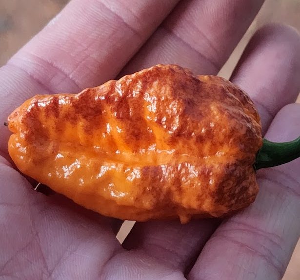 Pimenta da dog seeds | Patrick's Pepper Patch