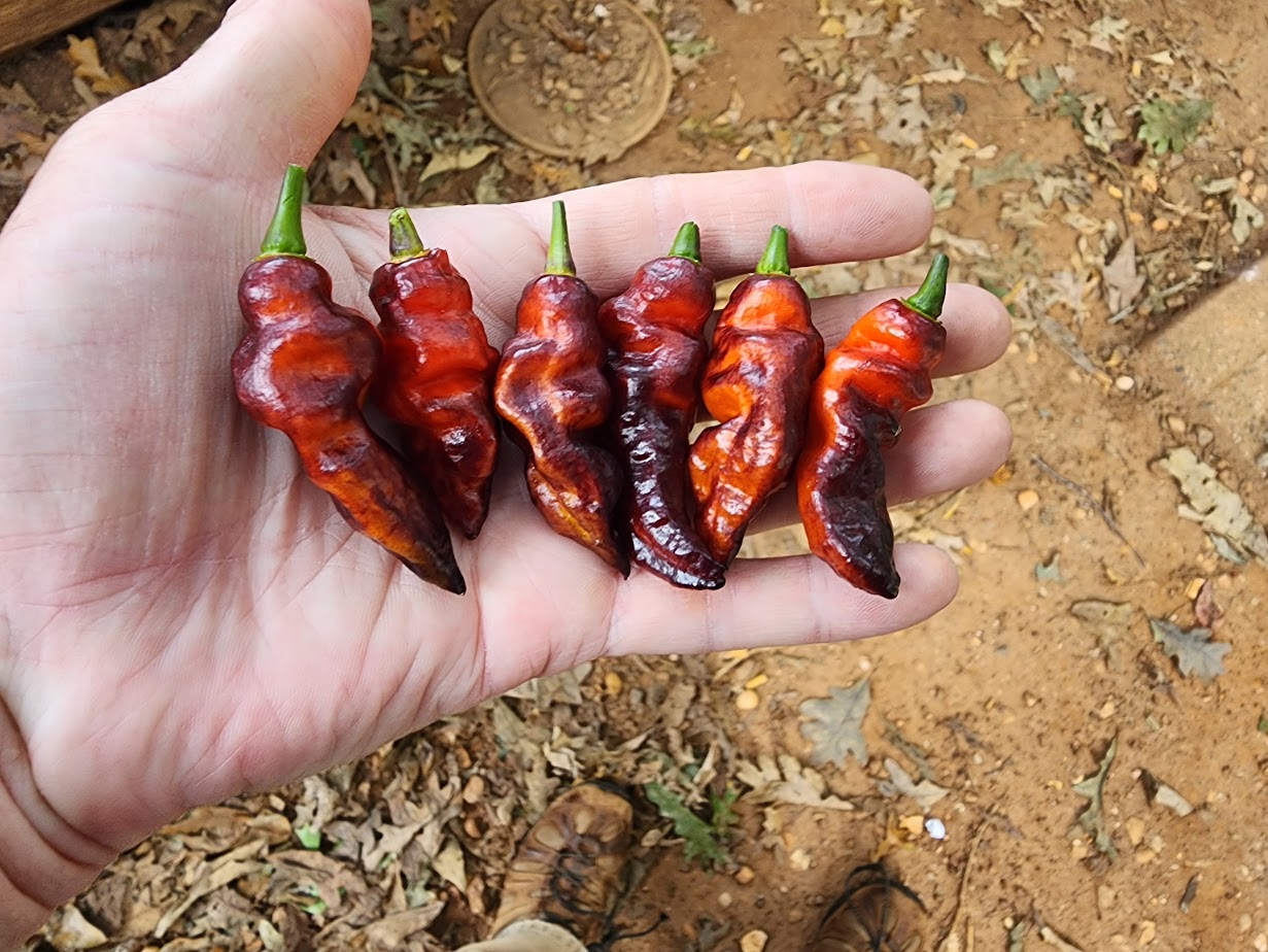 Black Phantom red/black | Patrick's Pepper Patch