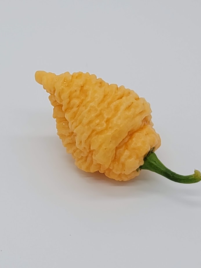 Brain Collapse Peach | Patrick's Pepper Patch