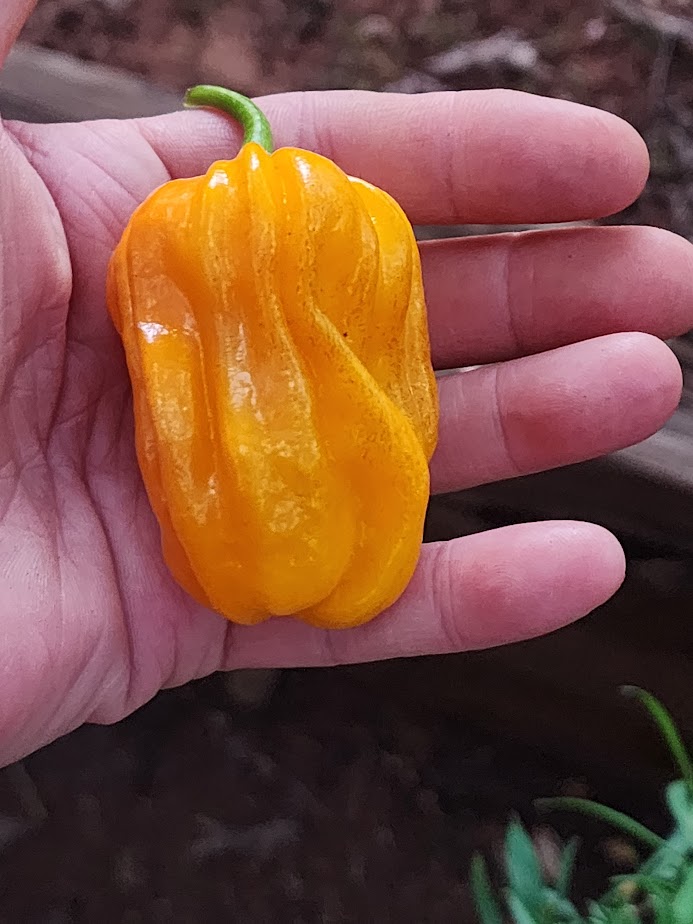 Hainan Yellow Lantern | Patrick's Pepper Patch