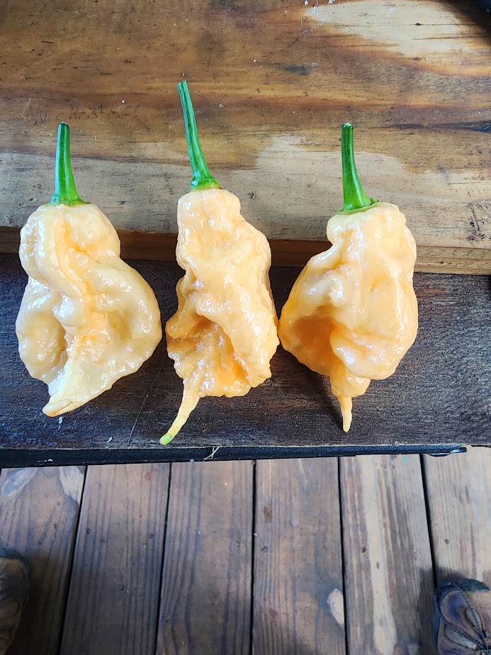 Jay's peach ghost scorpion | Patrick's Pepper Patch