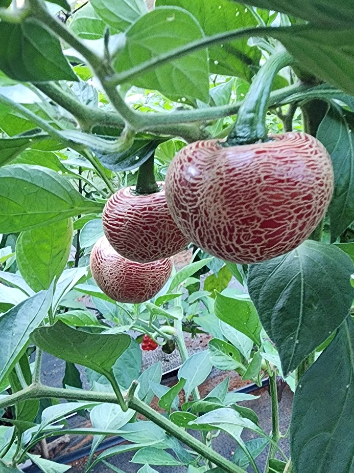 Jalapeno Dieghito | Patrick's Pepper Patch