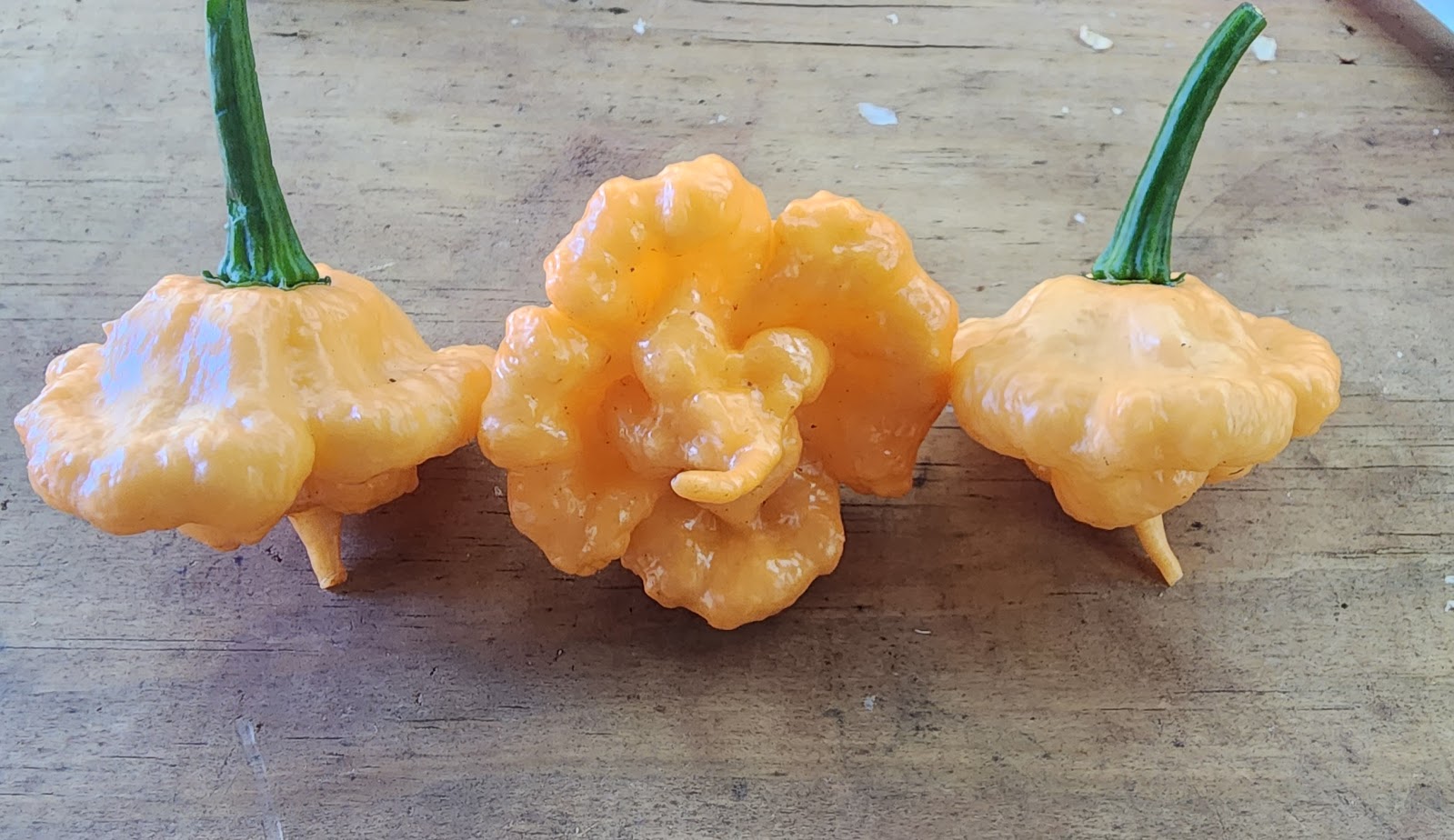 KS Peach Starrkist | Patrick's Pepper Patch