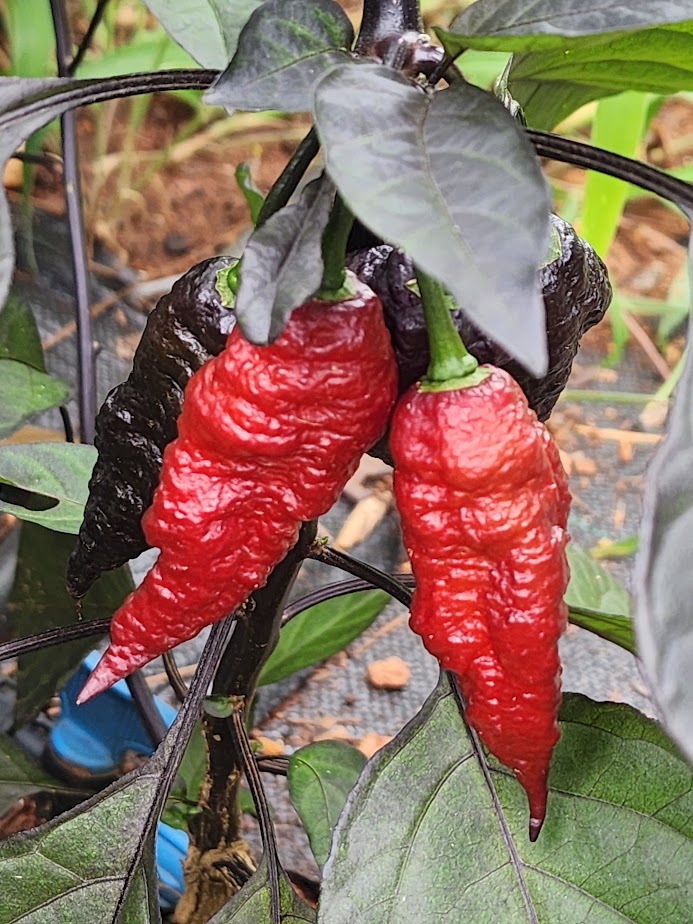 Testanera | Patrick's Pepper Patch