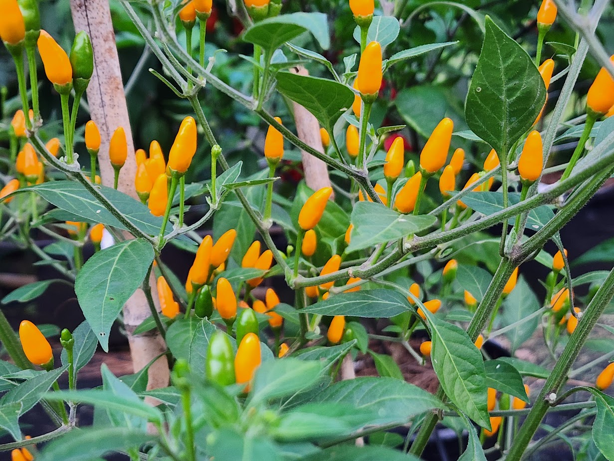 Yellow Pequin | Patrick's Pepper Patch