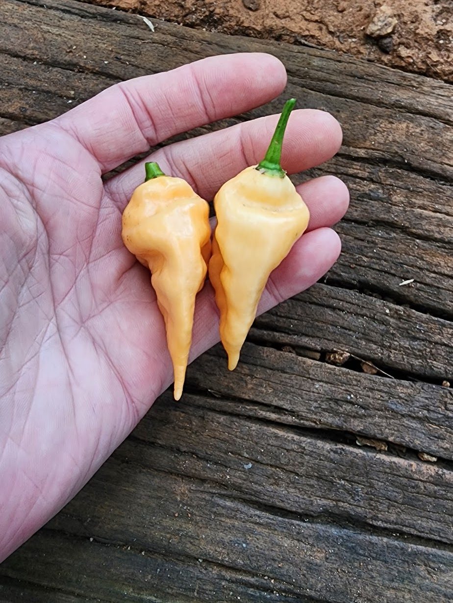 Devil's Tongue Peach | Patrick's Pepper Patch