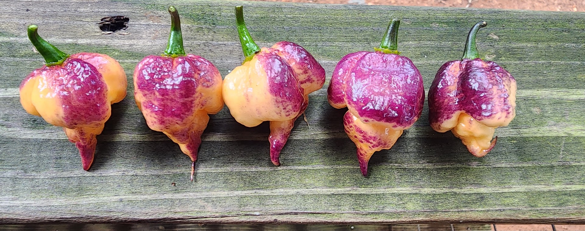 Pockmark cream pepper seeds | Patrick's Pepper Patch