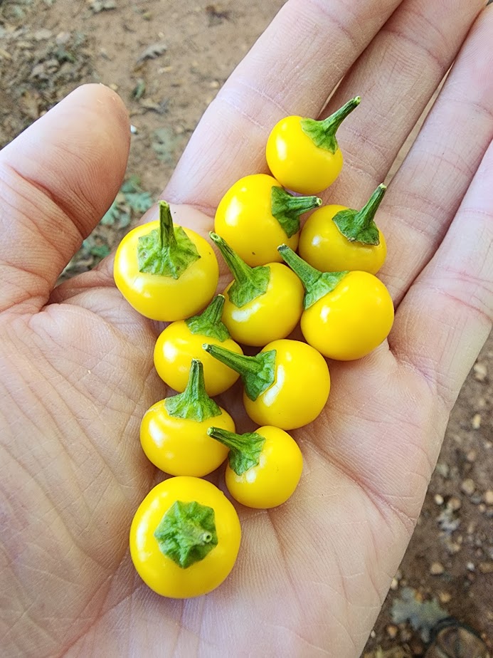 Aji Charapita XL pepper seeds | Patrick's Pepper Patch