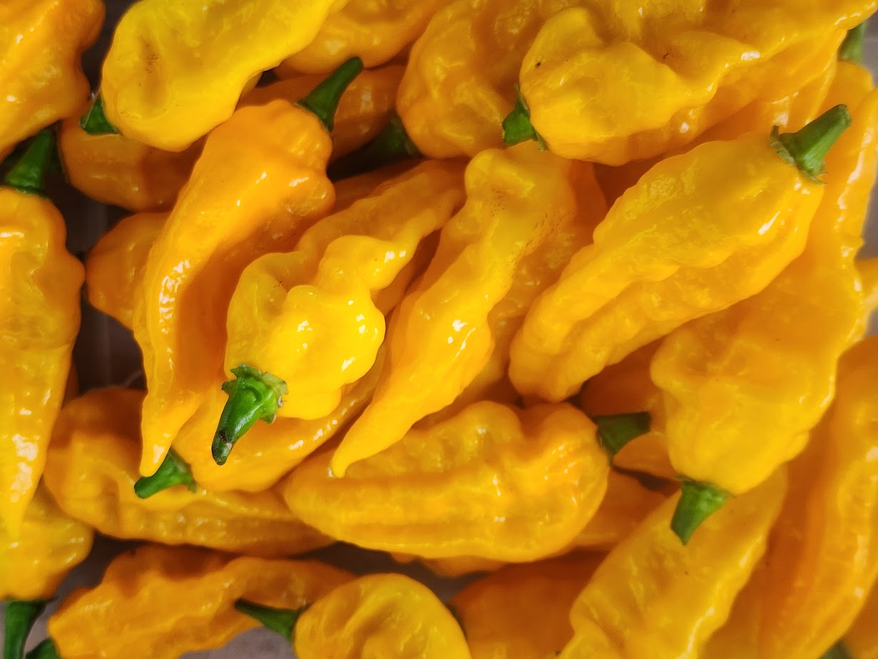 Fatalii | Patrick's Pepper Patch