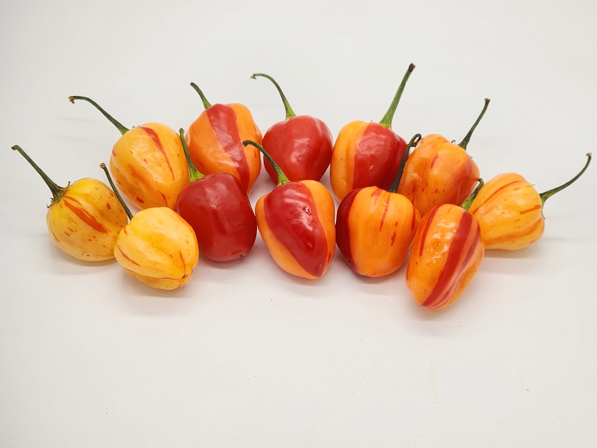 Peppapeach Stripey | Patrick's Pepper Patch