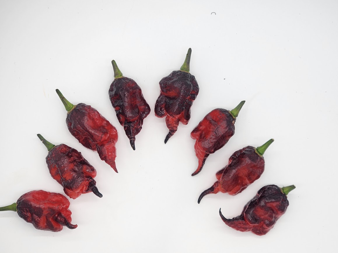 Black Widow V2 pepper seeds | Patrick's Pepper Patch