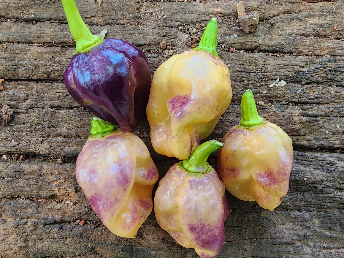 Blueberries N Cream pepper seeds | Patrick's Pepper Patch