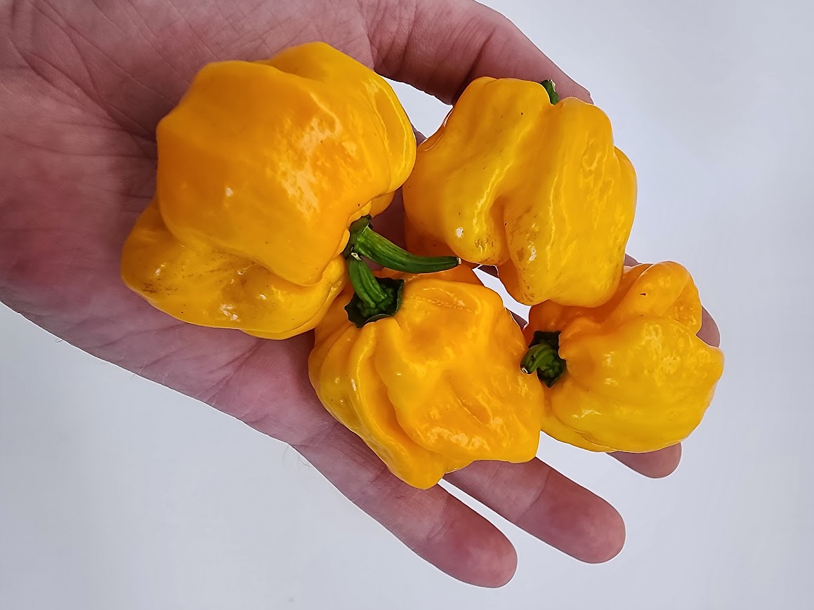 Frontera sweet | Patrick's Pepper Patch