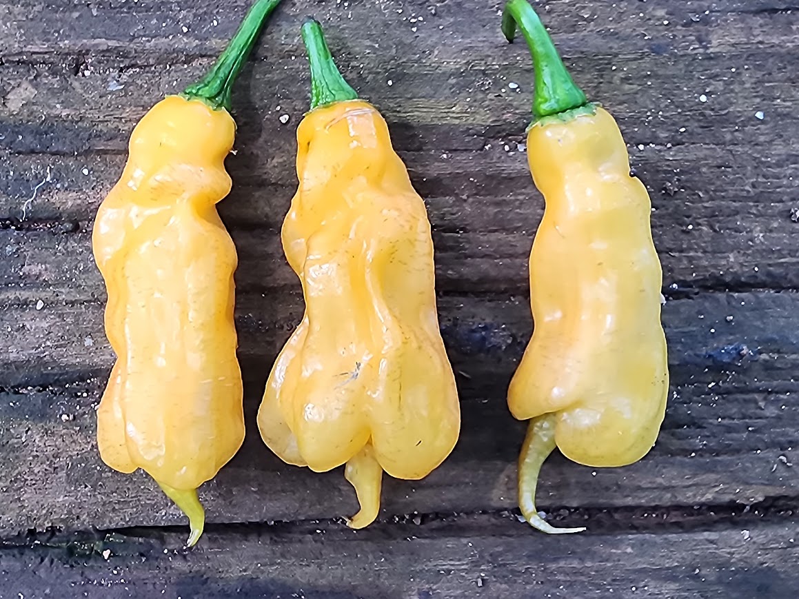 Gold Finger pepper seeds | Patrick's Pepper Patch