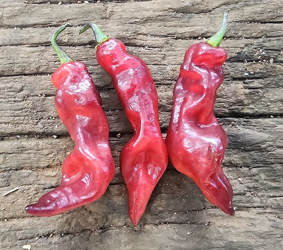 Pat's Plum pepper seeds | Patrick's Pepper Patch
