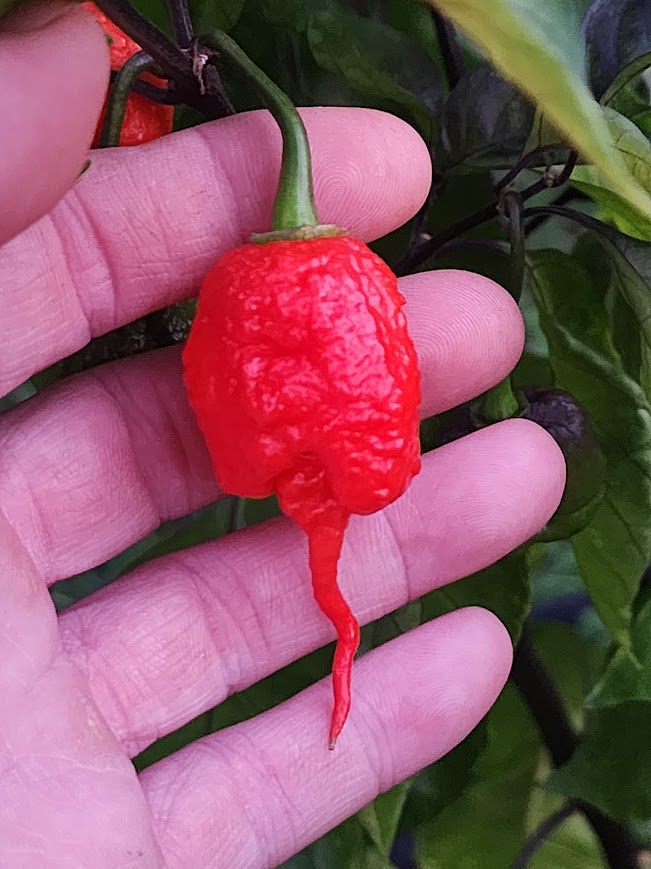 Red Widow pepper seeds | Patrick's Pepper Patch