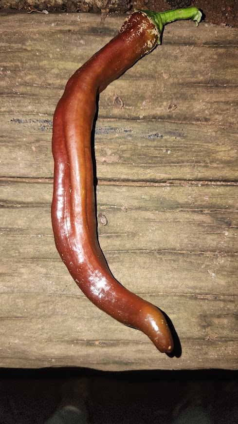 XL Brown sweet | Patrick's Pepper Patch