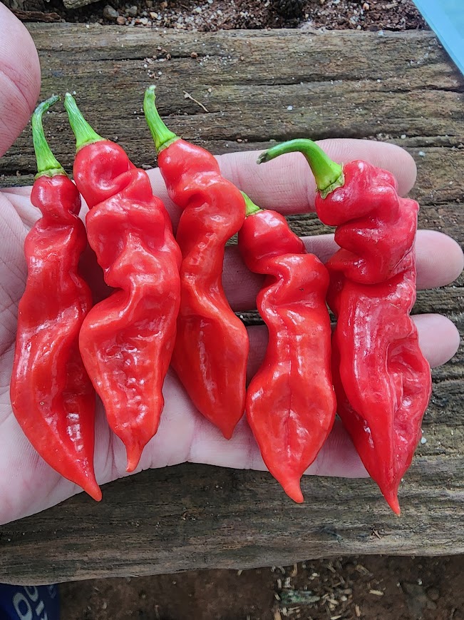Big Red pepper seeds | Patrick's Pepper Patch
