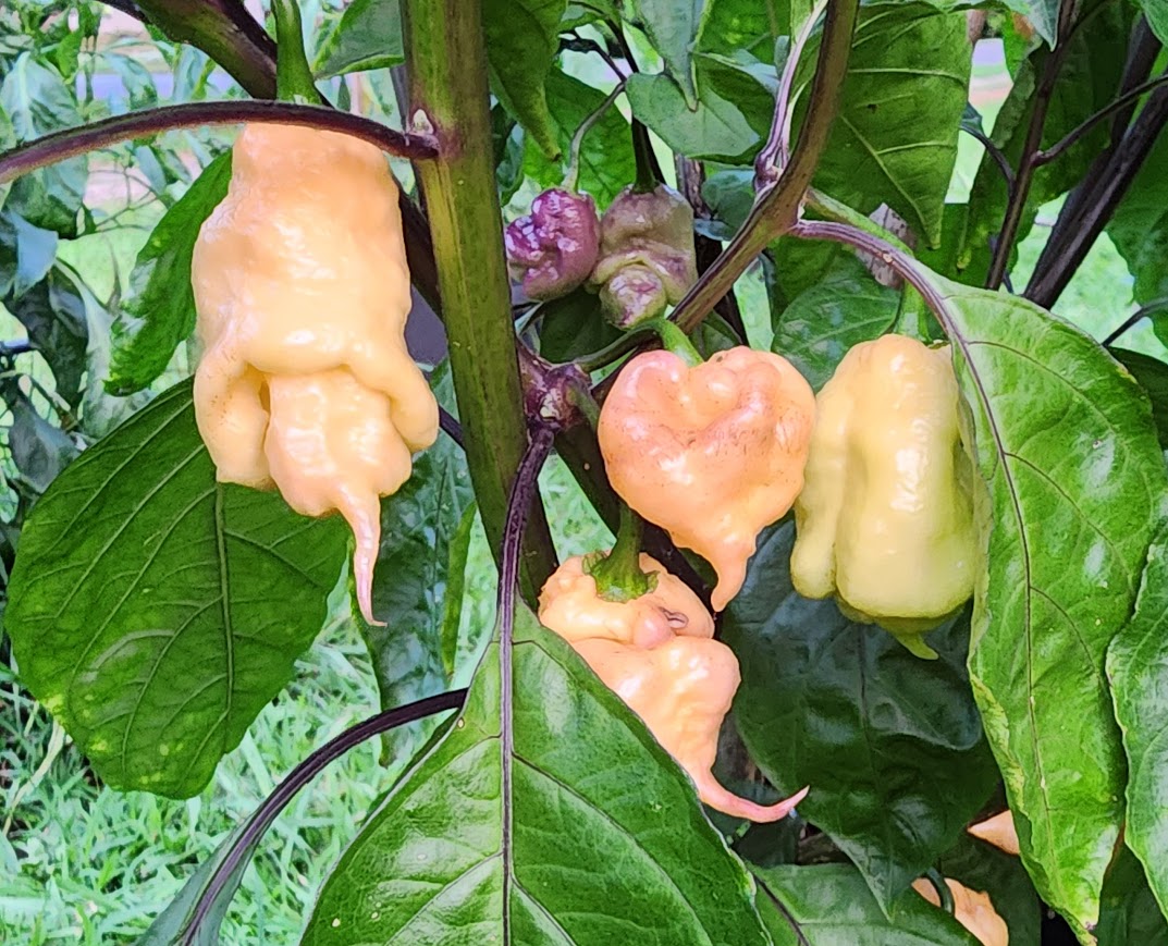 Pink Devil pepper seeds | Patrick's Pepper Patch