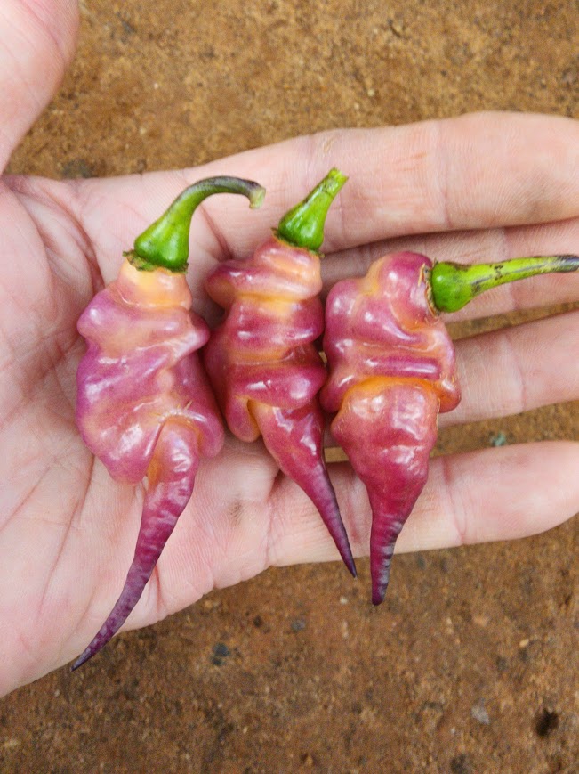 Mini Dragon Tail pepper seeds | Patrick's Pepper Patch