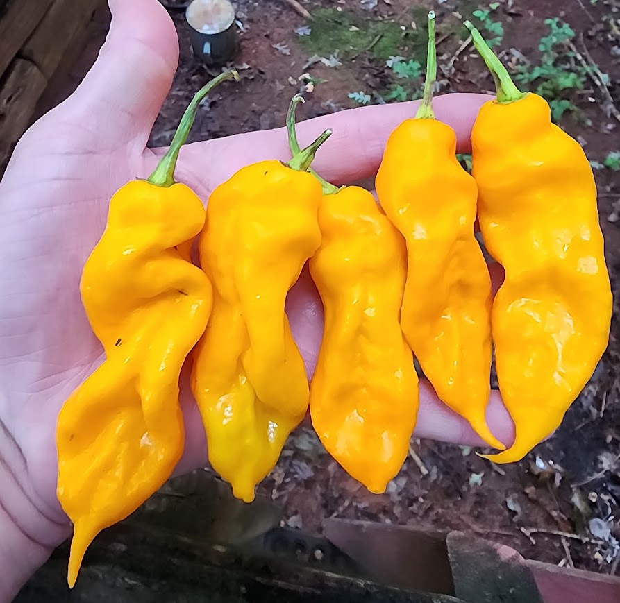 Yellow Hurricane pepper seeds | Patrick's Pepper Patch