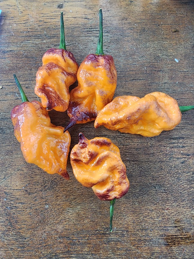 Amber Eclipse F3 | Patrick's Pepper Patch